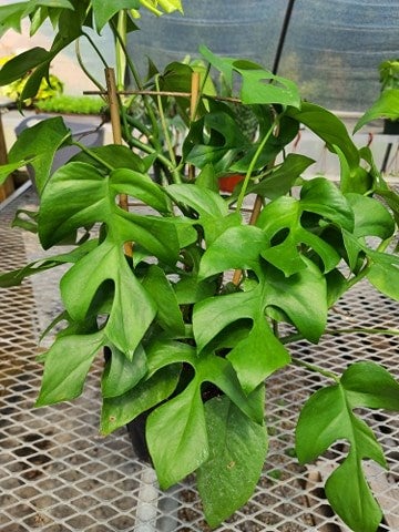 Philodendron 'Mini Monstera' (trellis) | Riverview Gardens & Gifts